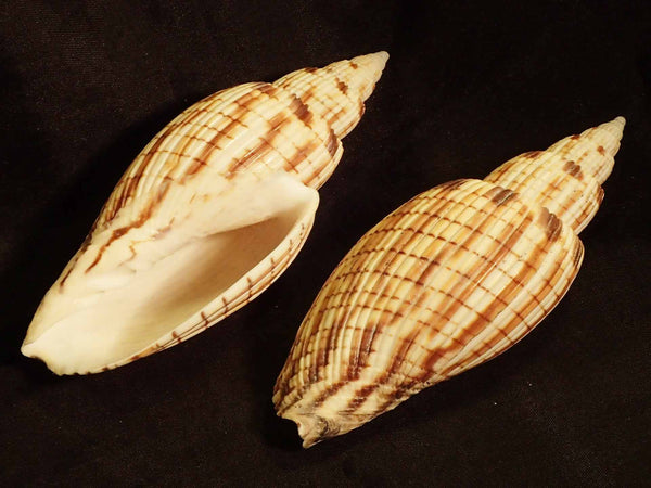 Kurodai Lyria [Seashells - Natural] – Naturally Wild Australia