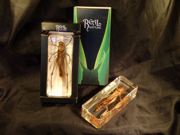 Paper Weight - Locust [Bugs > Paper Weight] – Naturally Wild Australia