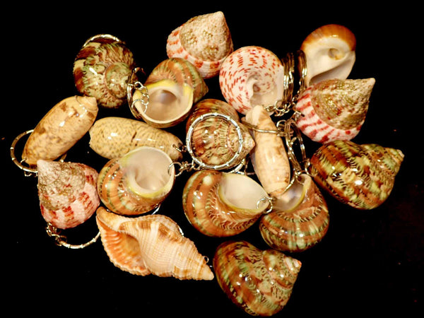 Keyrings Made From Shells [Sealife > Sealife Jewellery] – Naturally ...