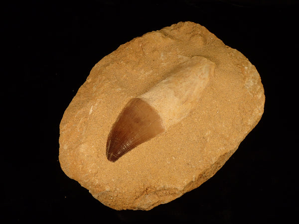 Sea Monster Tooth [Fossils] – Naturally Wild Australia
