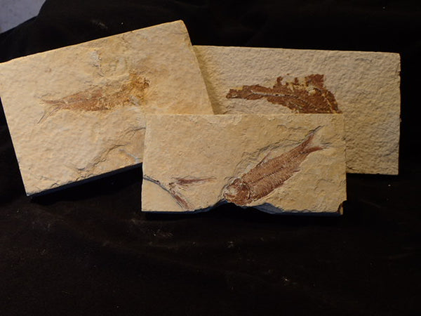 Fish Plates, Not Complete [Fossils] – Naturally Wild Australia