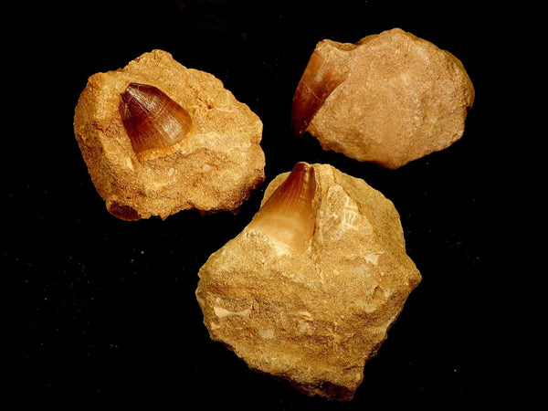 Sea Monster Tooth [Fossils] – Naturally Wild Australia