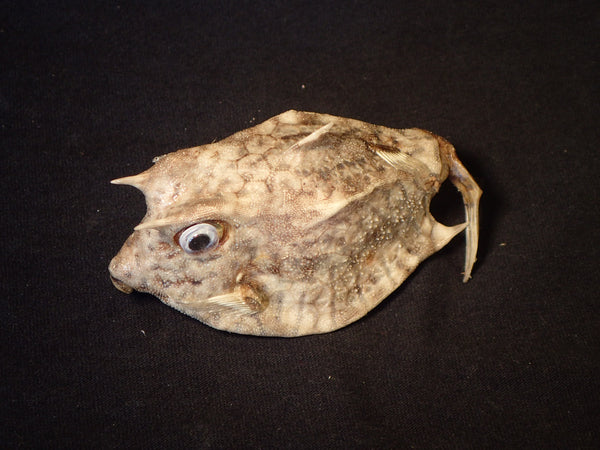 Dried Tropical Fish [Sealife > Sea Creatures] – Naturally Wild Australia