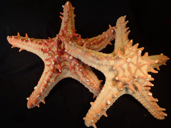 Starfish - Red Long Spined [Sealife > Starfish] – Naturally Wild Australia