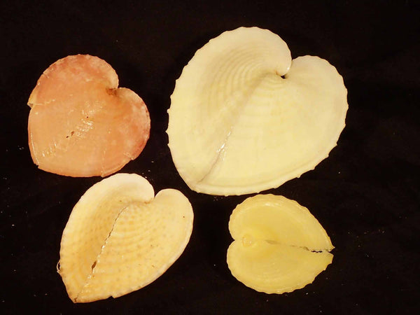 True Heart Cockle [Seashells - Natural] – Naturally Wild Australia