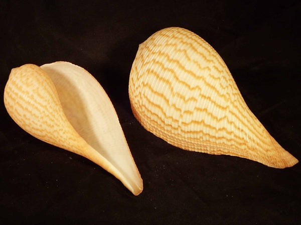 Graceful Fig Shell [Seashells - Natural] – Naturally Wild Australia