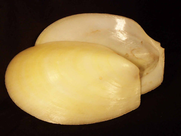 Giant Yellow Lima [Seashells - Natural] – Naturally Wild Australia