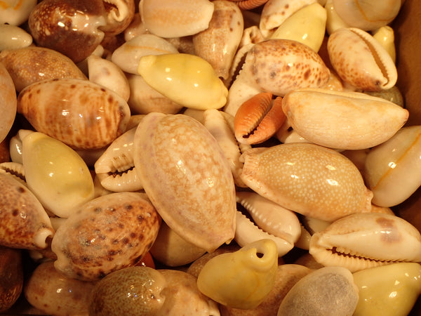 Cowry Shells By Kilo [Seashells - Natural] – Naturally Wild Australia