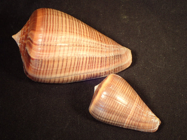 Fig Cone [Seashells - Natural] – Naturally Wild Australia