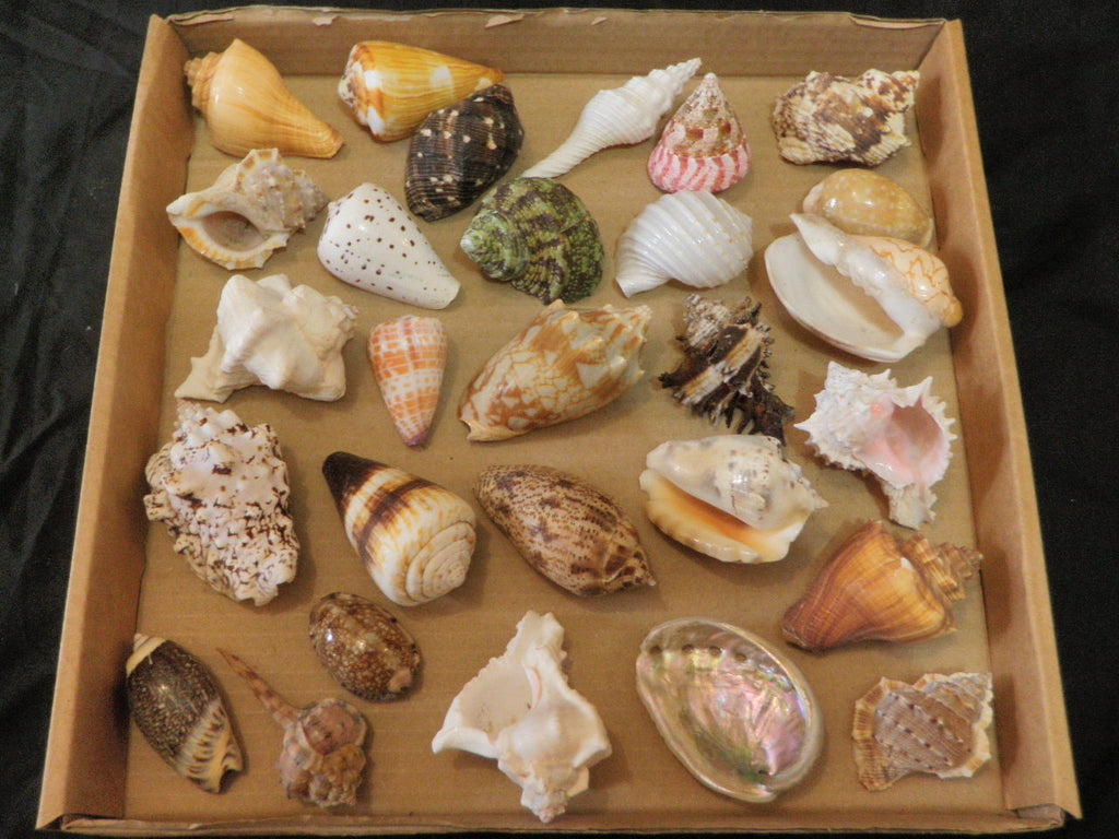 Shells Best Sellers [Seashells - Natural] – Naturally Wild Australia