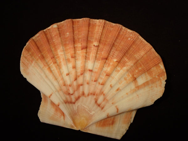 Flat Scallop Half [Seashells - Natural] – Naturally Wild Australia