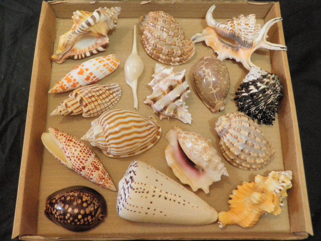 Shells Best Sellers [Seashells - Natural] – Naturally Wild Australia