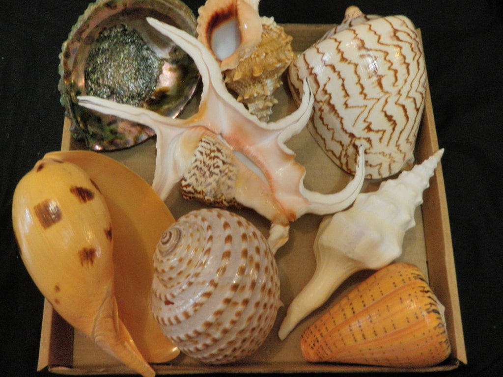 Shells Best Sellers [Seashells - Natural] – Naturally Wild Australia