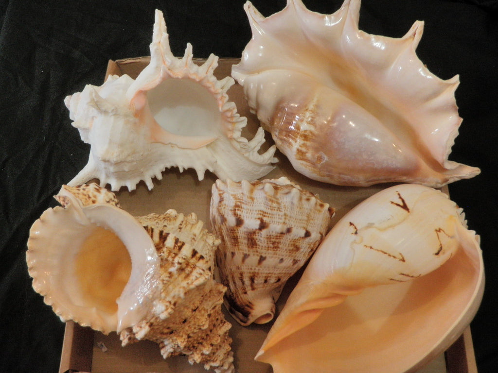 Shells Best Sellers [Seashells - Natural] – Naturally Wild Australia