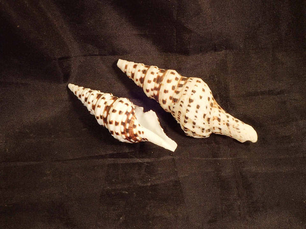 Supreme Turrid [Seashells - Natural] – Naturally Wild Australia