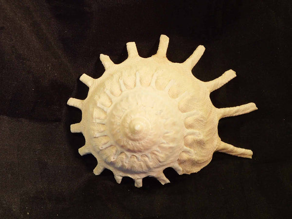 Sunburst Star Carrier [Seashells - Natural] – Naturally Wild Australia