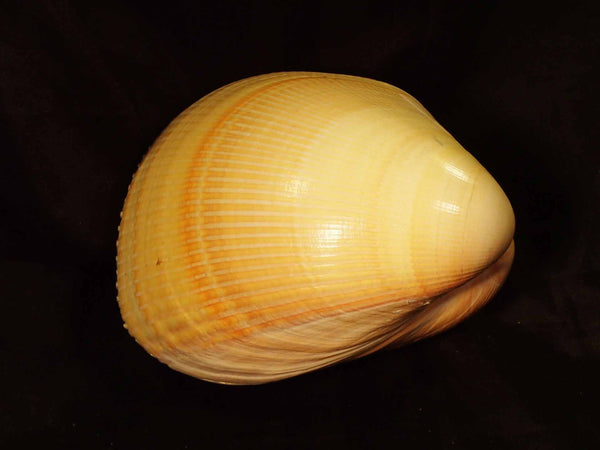 Giant Yellow Cockle [Seashells - Natural] – Naturally Wild Australia