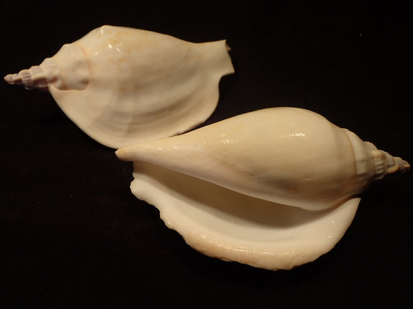 Swan Conch [Seashells - Natural > Strombus] – Naturally Wild Australia
