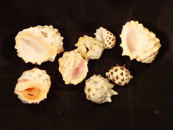 Colourful Drupes [Seashells - Natural] – Naturally Wild Australia