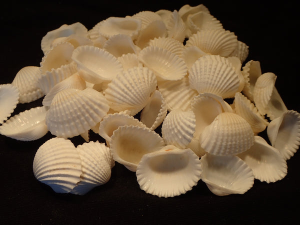 White Arc Shell [Seashells - Natural] – Naturally Wild Australia