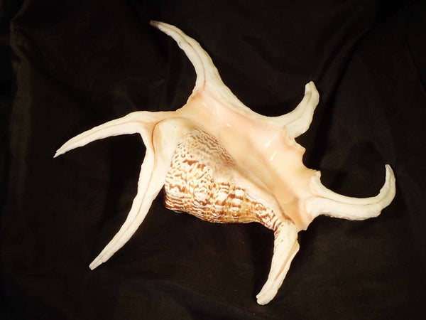 Chiagra Spider Shell [Seashells - Natural] – Naturally Wild Australia