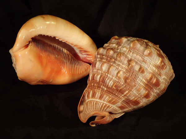 Cameo (Red) Helmet [Seashells - Natural] – Naturally Wild Australia