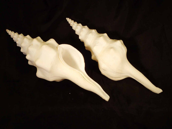 Undulating Spindle [Seashells - Natural] – Naturally Wild Australia