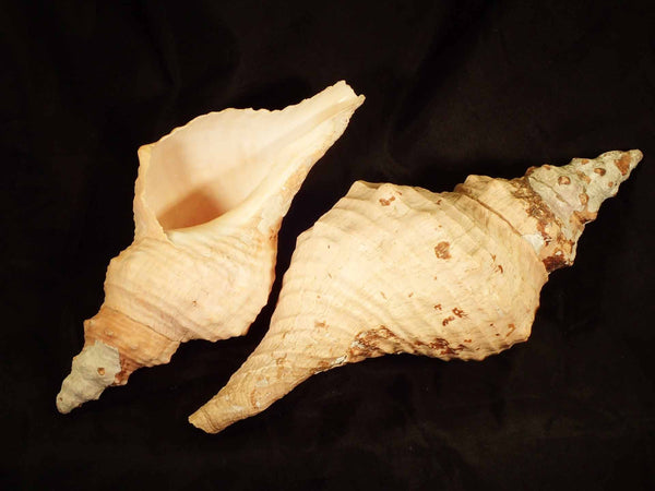 Panamic Giant Horse Conch [Seashells - Natural] – Naturally Wild Australia