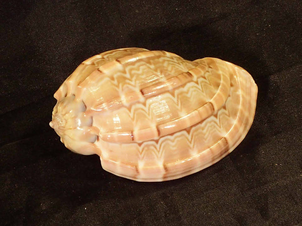 David'S Harp [Seashells - Natural] – Naturally Wild Australia