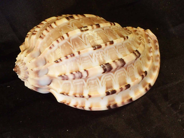 Articulate Harp [Seashells - Natural] – Naturally Wild Australia