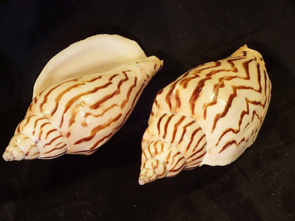 Striped Volute [Seashells - Natural] – Naturally Wild Australia