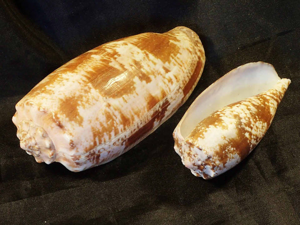 Deadly Cone [Seashells - Natural] – Naturally Wild Australia