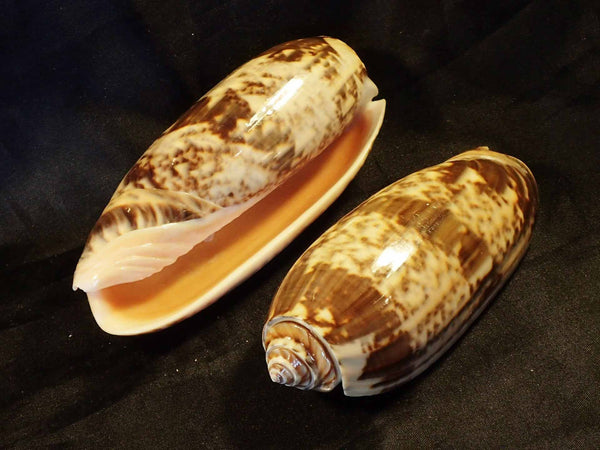 Orange Mouthed Olive [Seashells - Natural] – Naturally Wild Australia