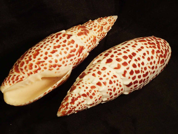 Papal Mitre [Seashells - Natural] – Naturally Wild Australia