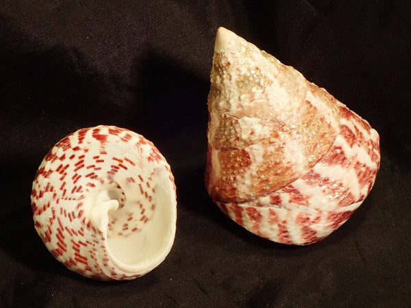 Strawberry Top [Seashells - Natural] – Naturally Wild Australia