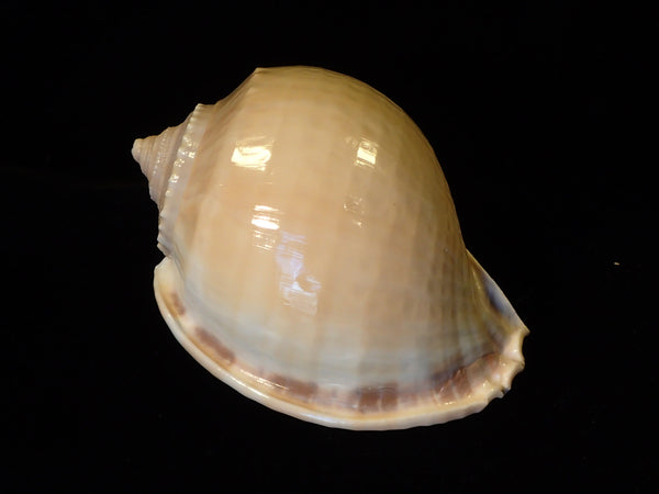 Grey Helmet [Seashells - Natural] – Naturally Wild Australia