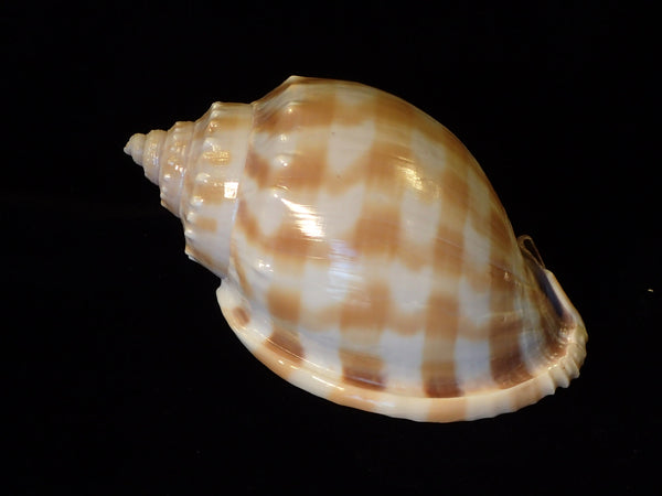 Banded Helmet [Seashells - Natural] – Naturally Wild Australia
