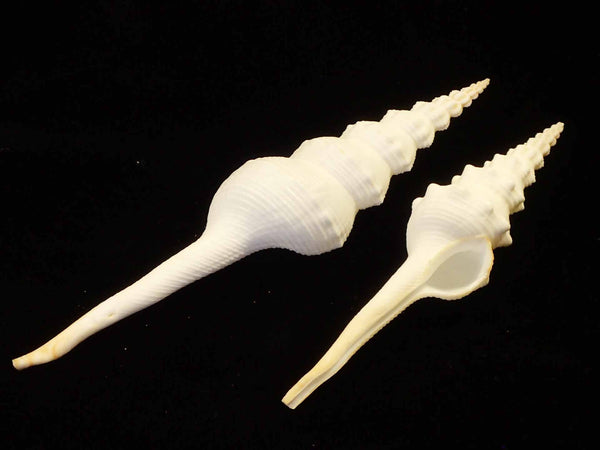 Spindle Shell [Seashells - Natural] – Naturally Wild Australia