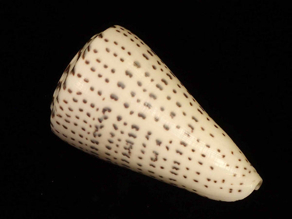 Leopard Cone [Seashells - Natural] – Naturally Wild Australia