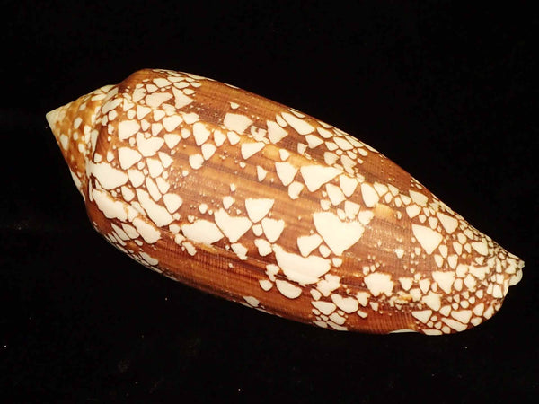 Prince Cone [Seashells - Natural] – Naturally Wild Australia