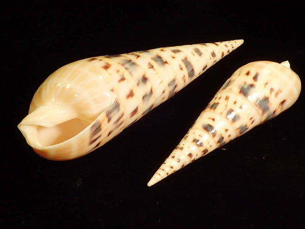 Giant Auger Shell [Seashells - Natural] – Naturally Wild Australia