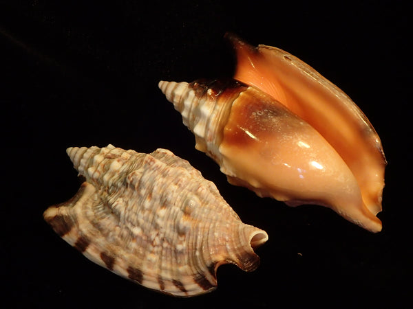 Black Lipped Strombus [Seashells - Natural > Strombus] – Naturally Wild ...
