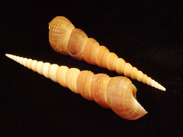 Giant Screw Shell [Seashells - Natural] – Naturally Wild Australia