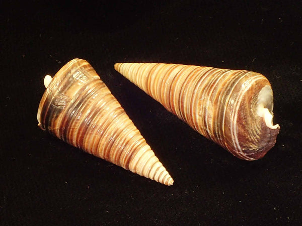 Telescope Shell [Seashells - Natural] – Naturally Wild Australia