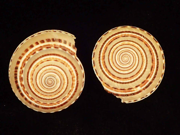 Sundial Shell [Seashells - Natural] – Naturally Wild Australia