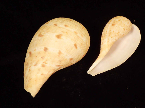 Underlined Fig Shell [Seashells - Natural] – Naturally Wild Australia