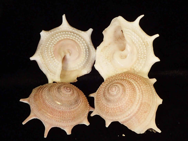 Triumphant Star Shell [Seashells - Natural] – Naturally Wild Australia