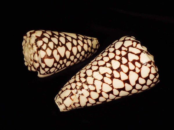Marble Cone [Seashells - Natural] – Naturally Wild Australia