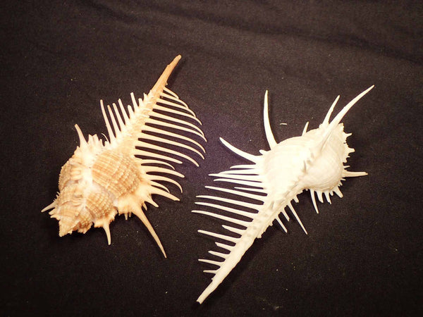Venus Comb Murex [Seashells - Natural] – Naturally Wild Australia