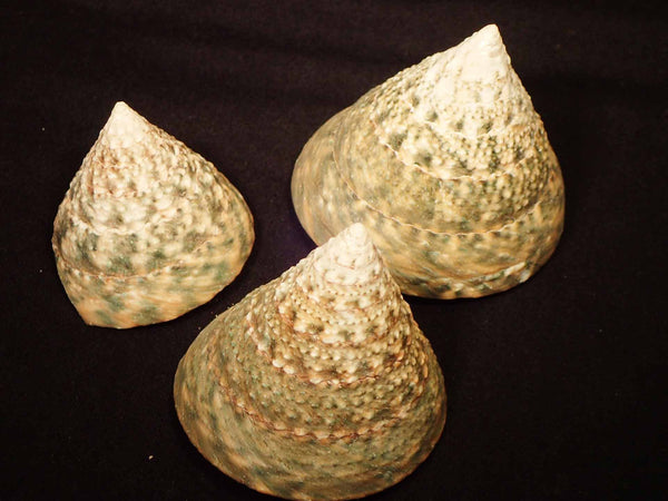 Pyramid Top [Seashells - Natural] – Naturally Wild Australia
